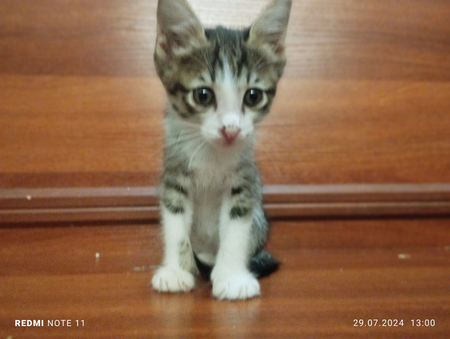 Отдам мальчика котёнка