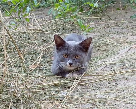Продаётся Котёнок