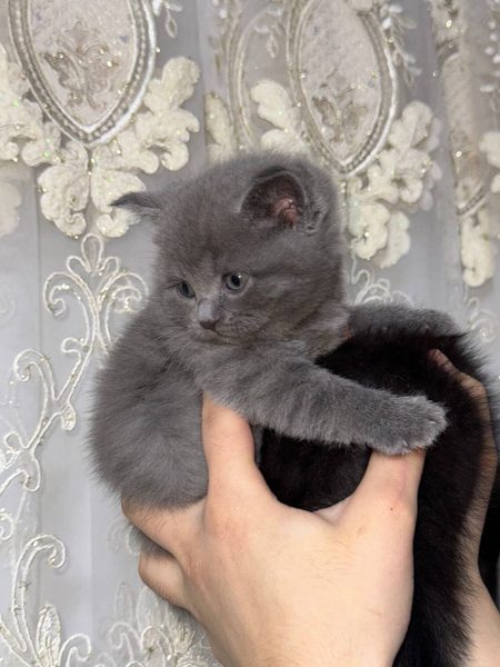Продаётся кот чисто кровные