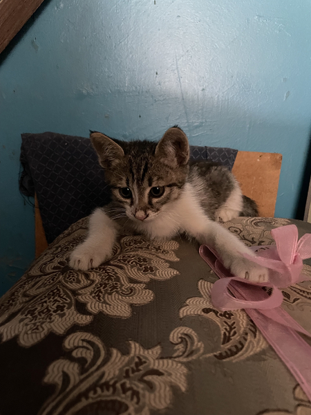 Котенок ищет дом