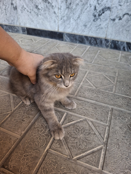 Британский кошка 4 ойлик