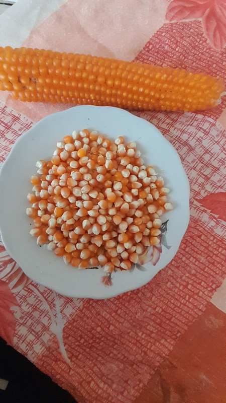 Поп корн маккажухори