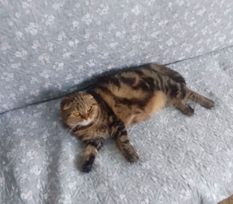 Продается котенок