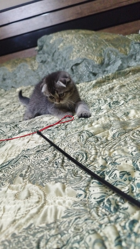 Продаются котята  породы скотиш фолд