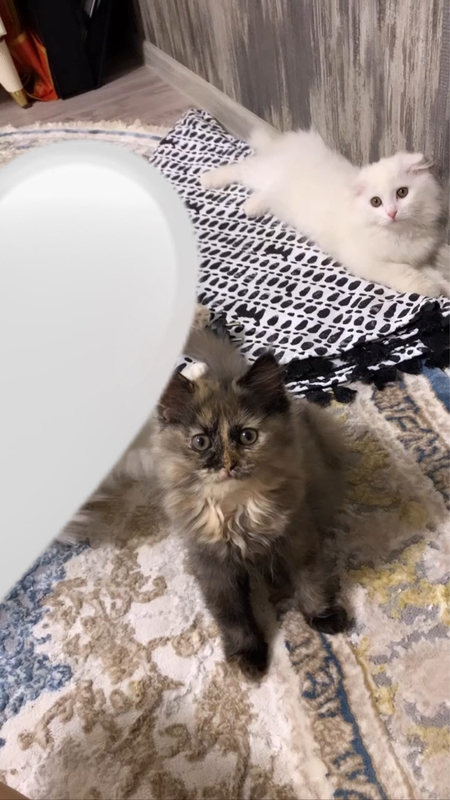 Скотш фолд , скотш страйт