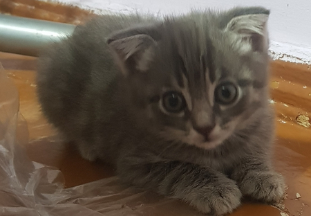 Скоттиш страйт породистые котята