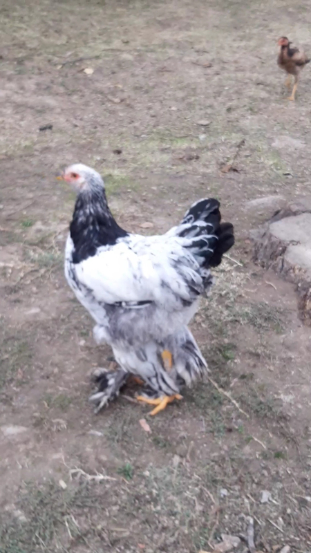 Brama joja xőroz