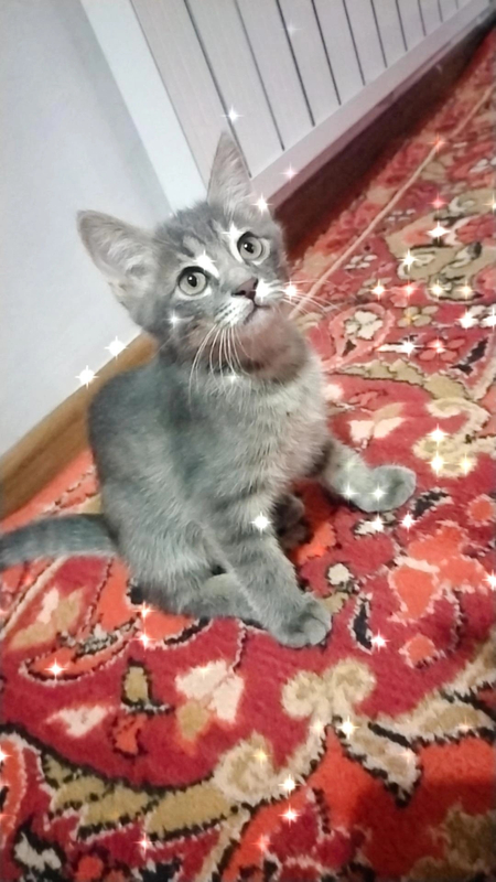 Mushukchami zoʻr juda aqlli ham ozoda