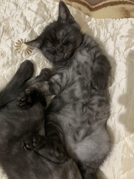 СРОЧНО британские котята