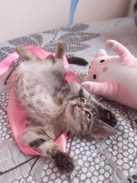 Отдается котенок в добрые руки