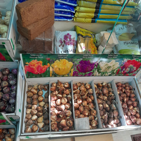 Lola piyozlari gallan sorti