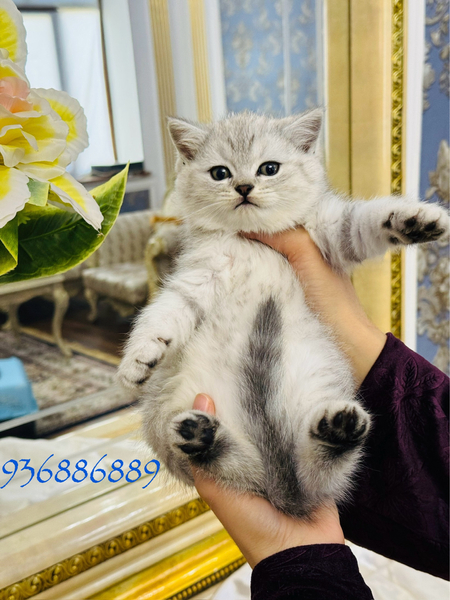 Серебристая шиншилла Шикарные