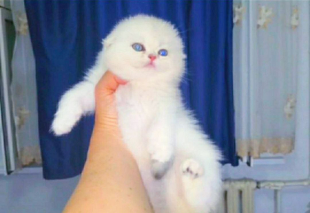 Продается шотландский котенок серебристая шиншилла