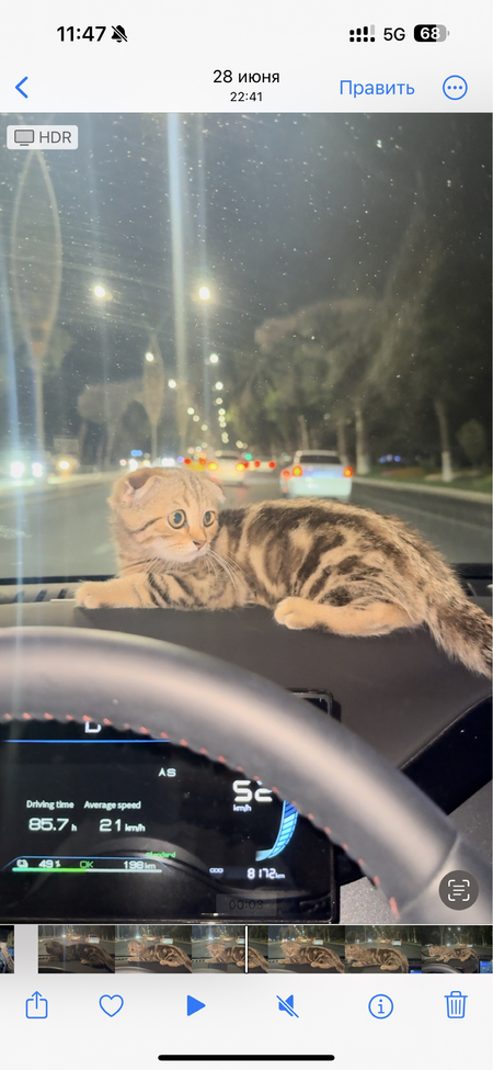 Породистая кошка