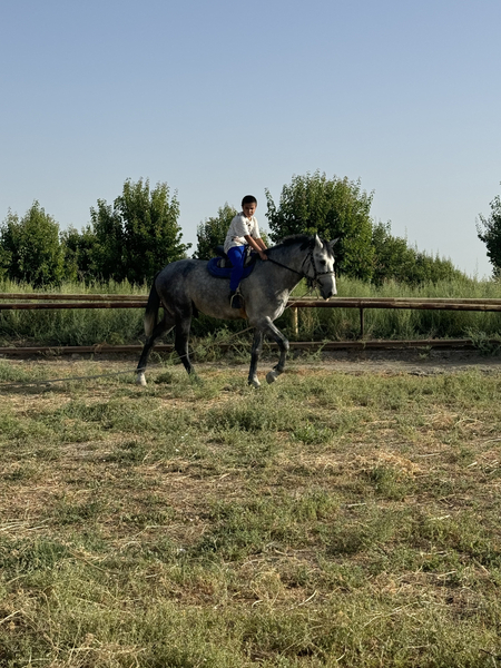 Продаётся жеребец. Той сотилади