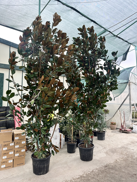 Magnoliya grandiflora little gem