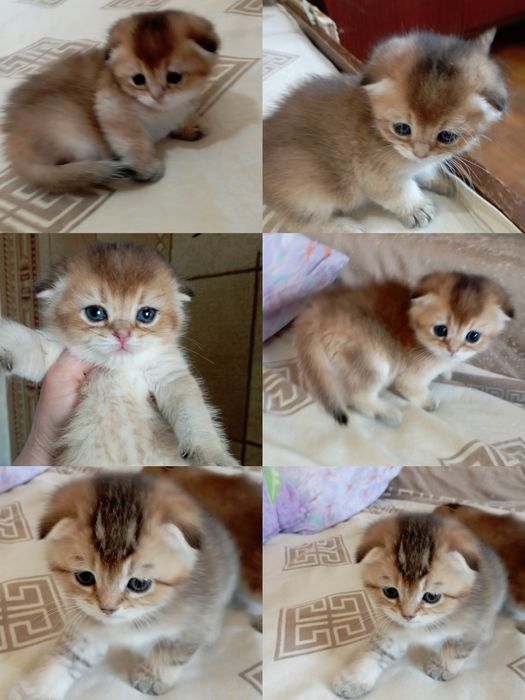 Шотландские шиншилы 1.5 мес. Мальчики