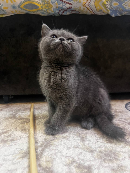 Скотиш страйт девочка