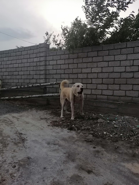 Алабай тоза 200$ 10 Ойлик холка 75см