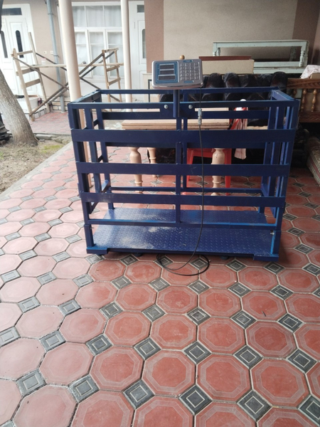 Mol tarozi sotiladi