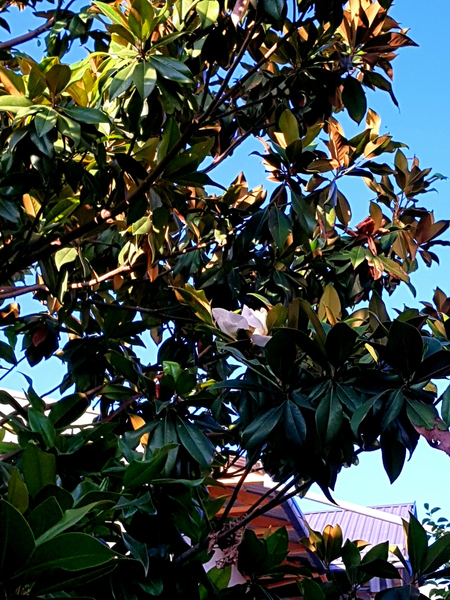 Magnoliya daraxti sotiladi