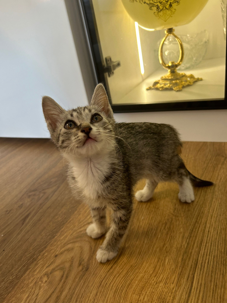 Котенок в ответственные руки