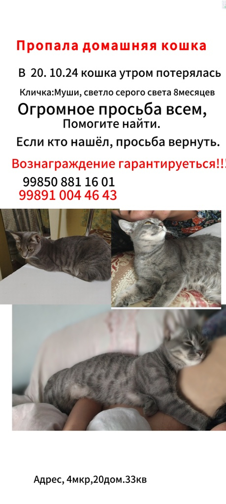 Пропала кошка домашняя