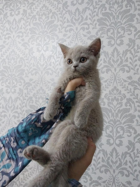 Продаётся кошка скотиш страйт