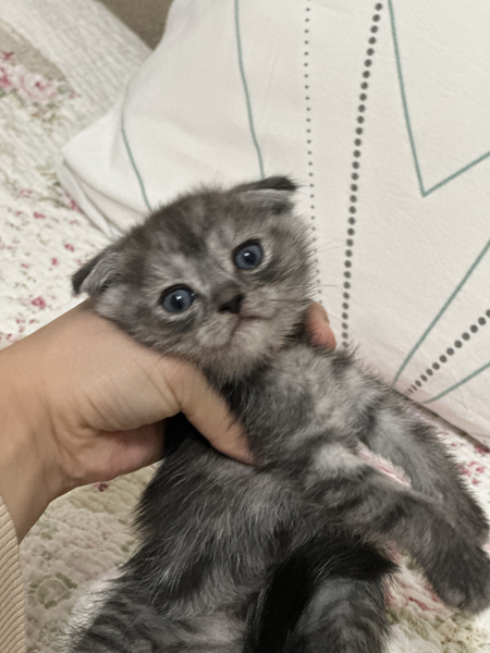 Шотландский фолд / Scottish fold mushukchalar