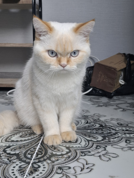 Продаётся  скотиш страйт шиншила