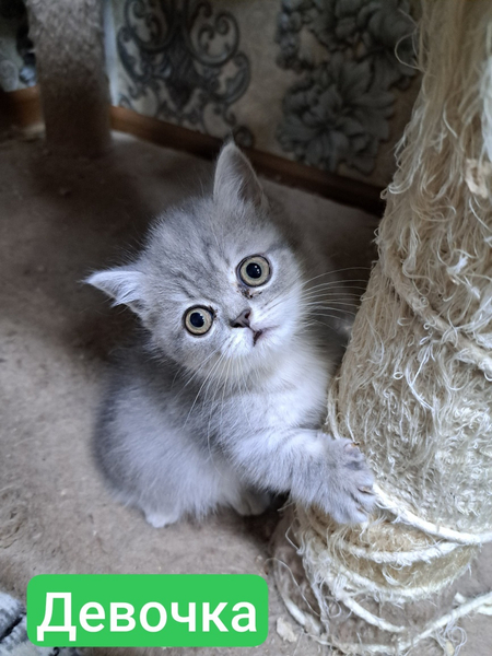 продаются котята