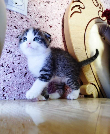 СРОЧНО Продается котенок Скоттиш Фолд