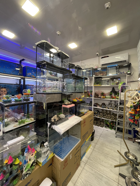 Baliq va Akvarium