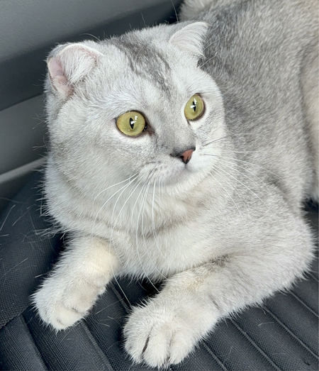 Black silver shaded color (BRI ns11)