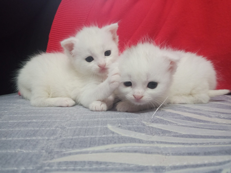 Продается котенок