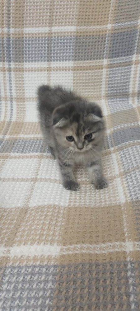 Скоттиш фолд котенок/skottish fold mushukcha
