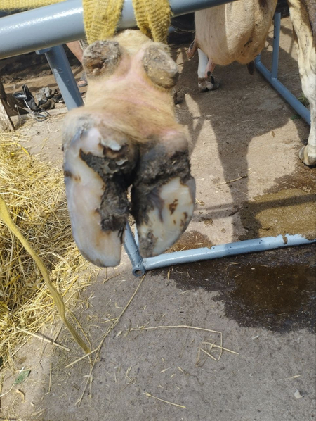 Veterinariya xizmati 24/7