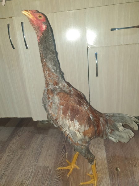 Продаются петухи куланги здоровые родились в этом году конца апреля