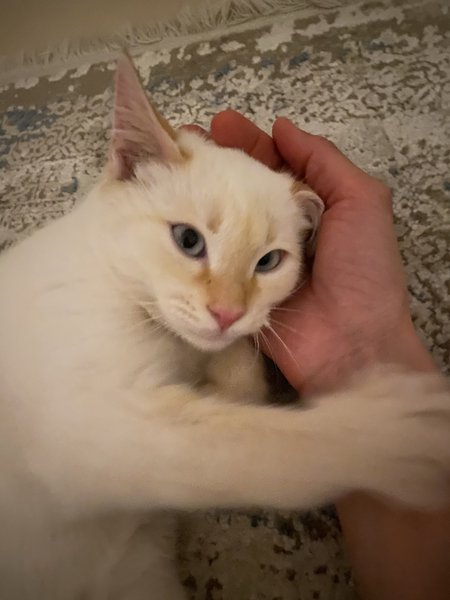 Передадим котика в новый дом к любящим людям.