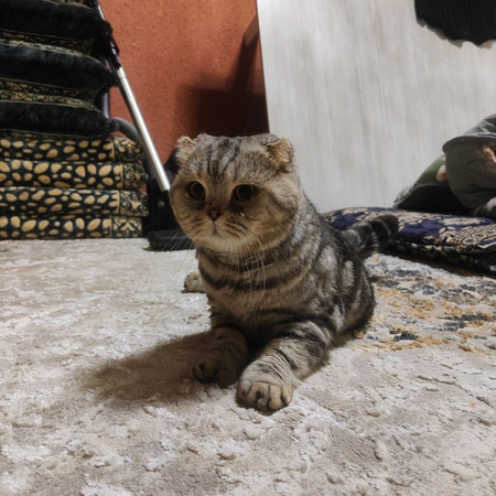Скоттиш фолд сотилади