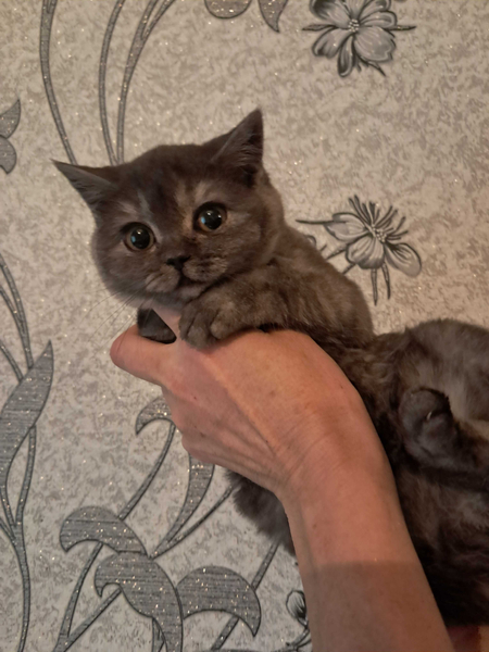 Продам вислоухих котят.