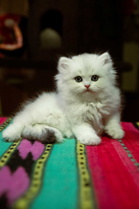 Продаются котята британцы