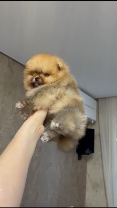 Щенки Щпиц Померанец
