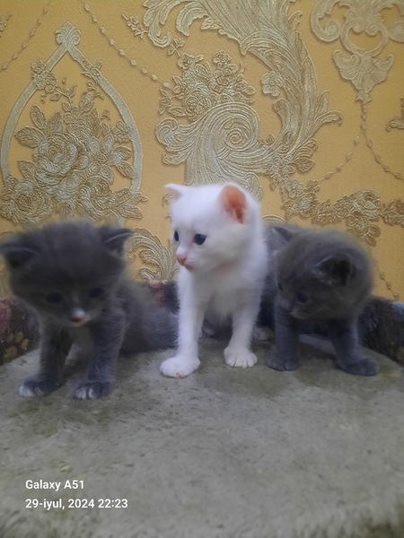 Zotdor mushuklar