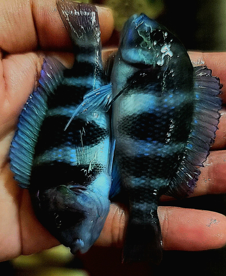 Продам мальков Cyphotilapia Frontoza Nort blue.