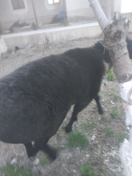 Qŏchqor sotiladi