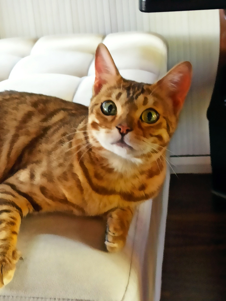 Бенгальская кошка