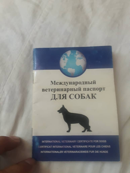 Продаётся собака
