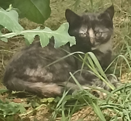 Котята 3 штуки 2х месяцев