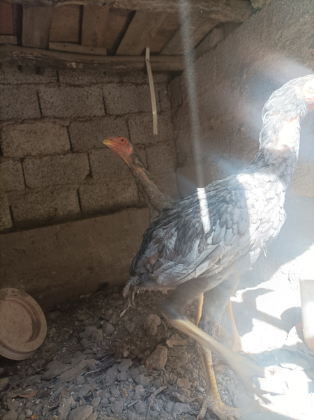 Jojala sotiladi qoni tozza may iyun jojalari
